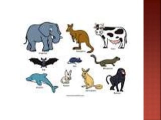 CLASS MAMMALIA - Zoology | PPTX