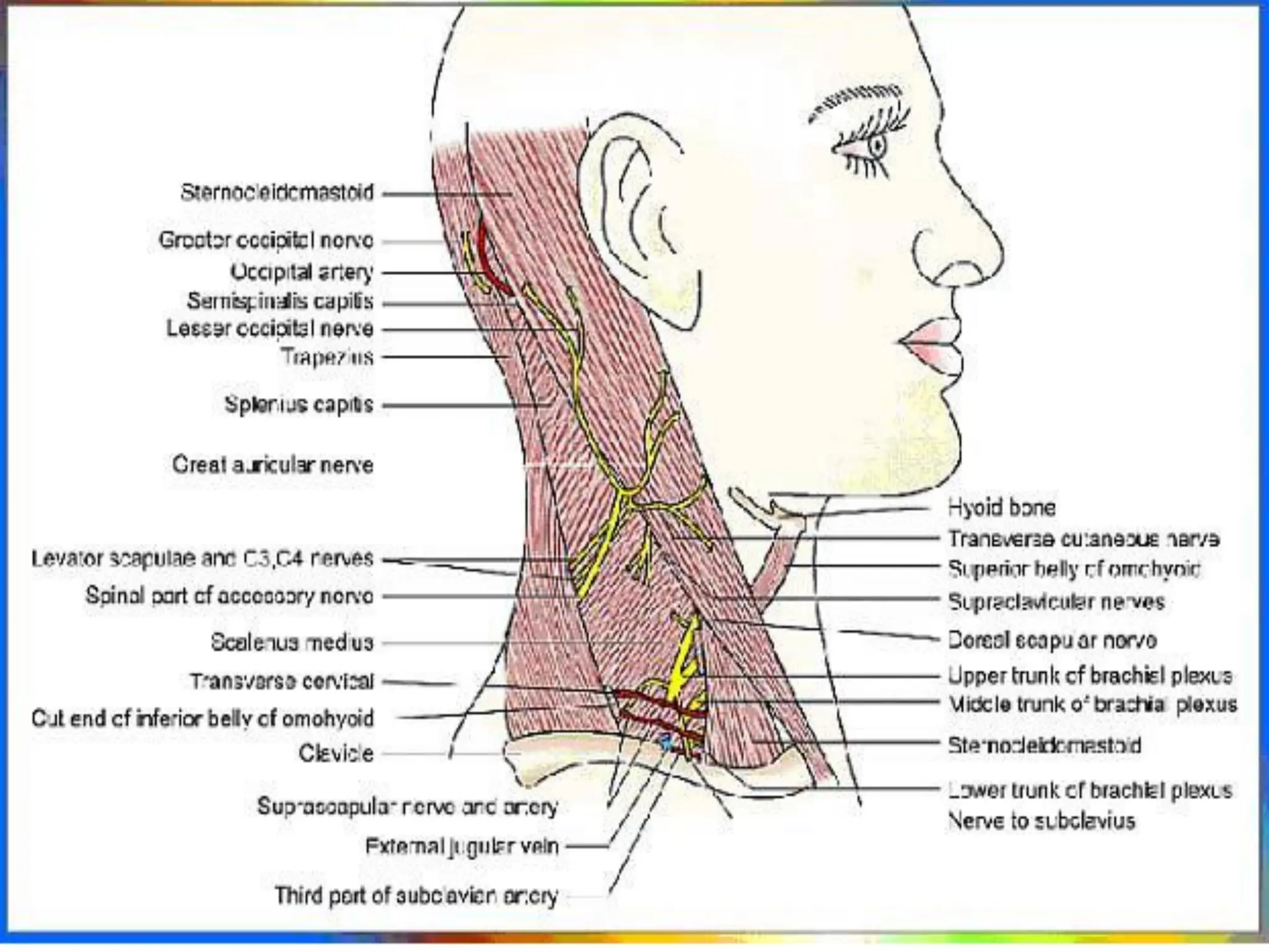 POSTERIOR TRIANGLE | PDF