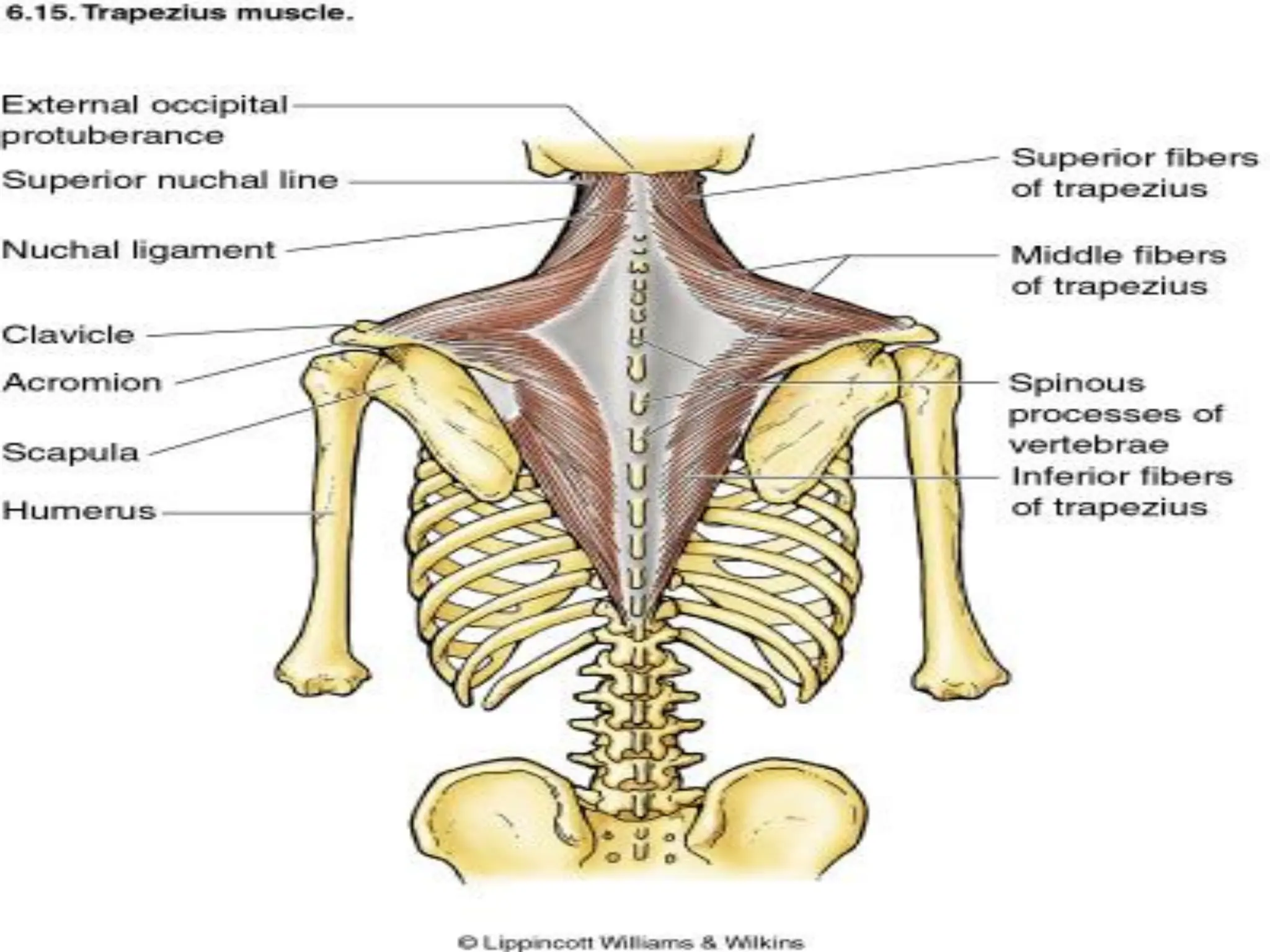 POSTERIOR TRIANGLE | PDF