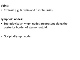 POSTERIOR TRIANGLE | PDF