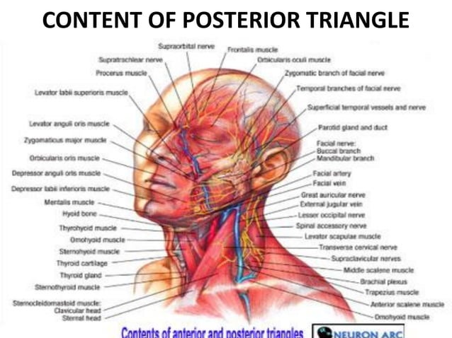 POSTERIOR TRIANGLE | PDF