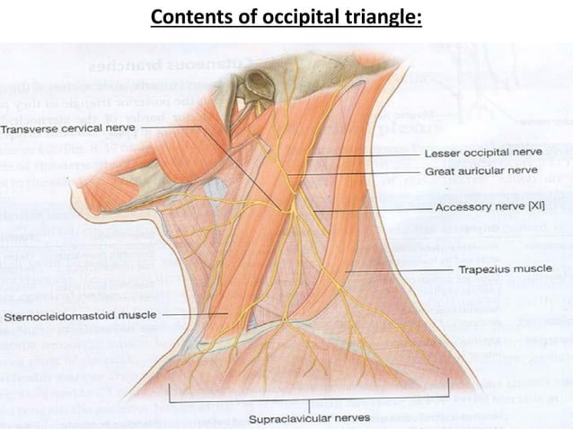 POSTERIOR TRIANGLE | PDF