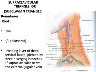 POSTERIOR TRIANGLE | PDF