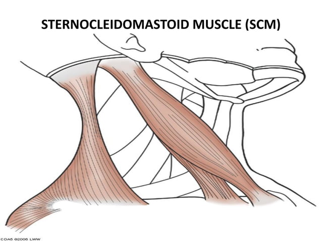 POSTERIOR TRIANGLE | PDF