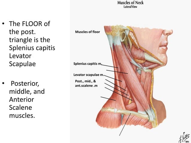 POSTERIOR TRIANGLE | PDF