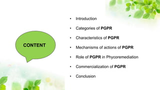 PLANT GROWTH PROMOTING RHIZOBACTERIA IN PHYTOREMEDIATION | PPTX ...