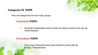 PLANT GROWTH PROMOTING RHIZOBACTERIA IN PHYTOREMEDIATION | PPTX ...