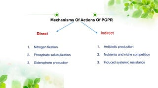 PLANT GROWTH PROMOTING RHIZOBACTERIA IN PHYTOREMEDIATION | PPTX ...