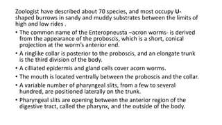 Development of Chordata: From Embryogenesis to Morphogenesis" | PPTX