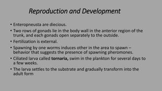 Development of Chordata: From Embryogenesis to Morphogenesis" | PPTX