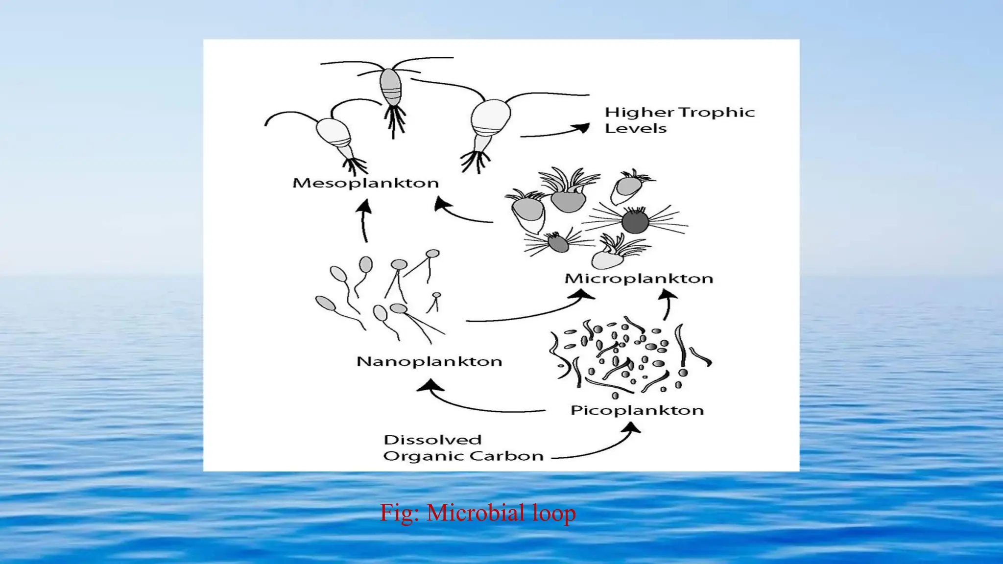 Marine microbial environment - Microbial loop | PPTX