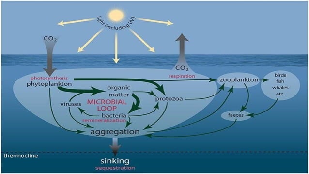 Marine microbial environment - Microbial loop | PPTX