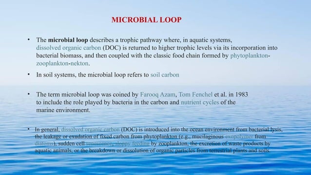 Marine microbial environment - Microbial loop | PPTX