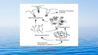 Marine microbial environment - Microbial loop | PPTX