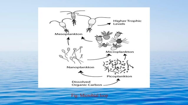 Marine microbial environment - Microbial loop | PPTX