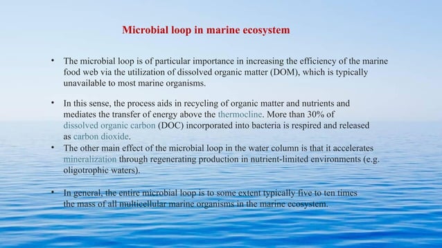 Marine microbial environment - Microbial loop | PPTX