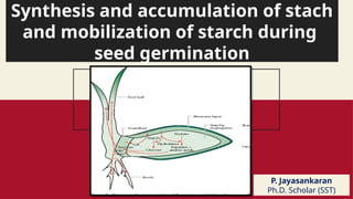 Synthesis and accumulation of starch and mobilization of starch during ...