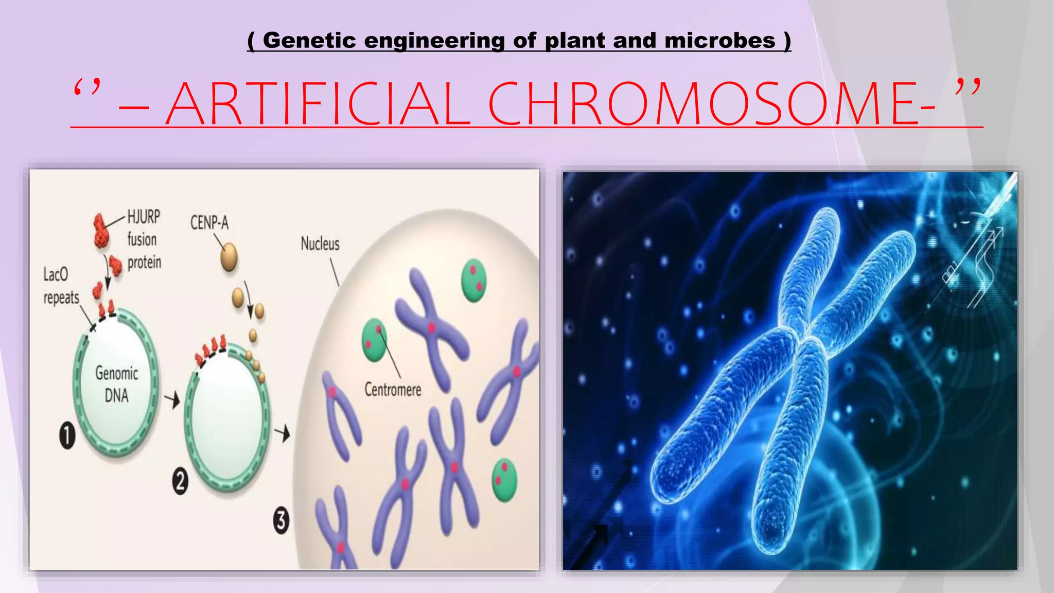 Artificial chromosome I Bacterial Artificial Chromosome I Yeast ...
