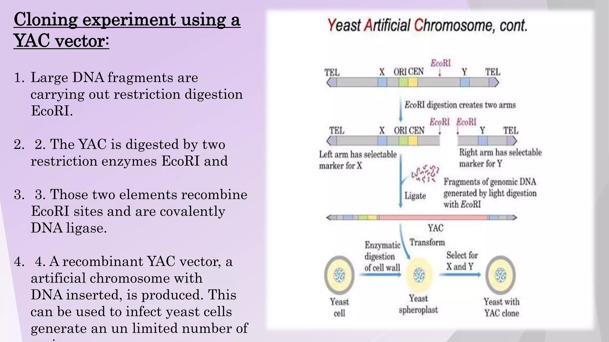 Artificial chromosome I Bacterial Artificial Chromosome I Yeast ...