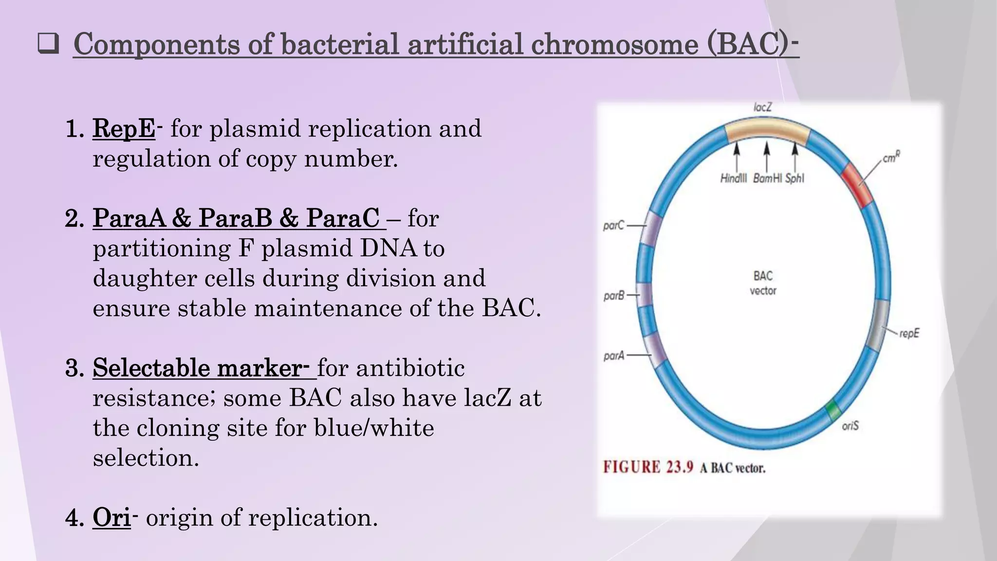 Artificial chromosome I Bacterial Artificial Chromosome I Yeast Artificial Chromosome l Genetic ...