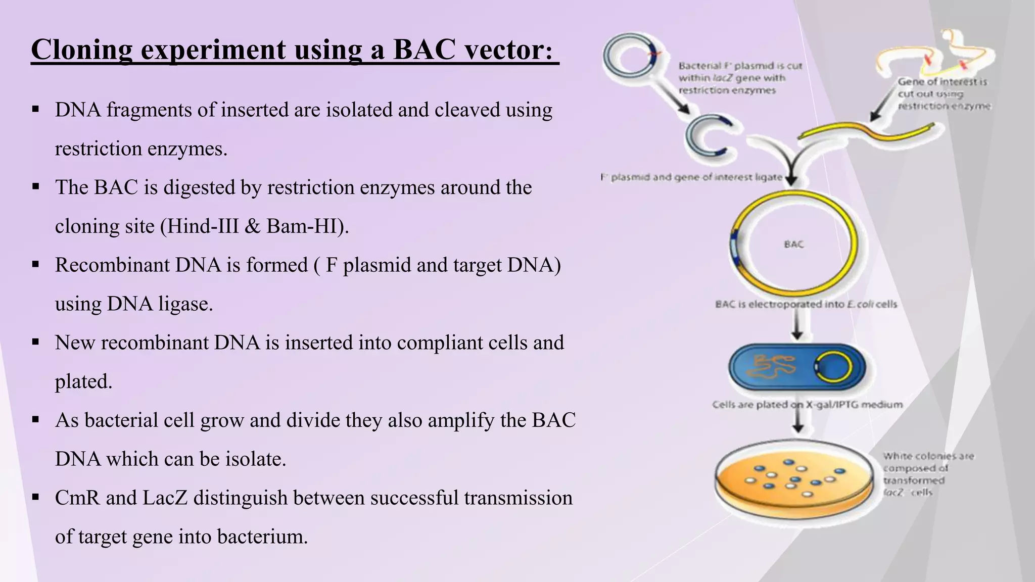 Artificial chromosome I Bacterial Artificial Chromosome I Yeast ...