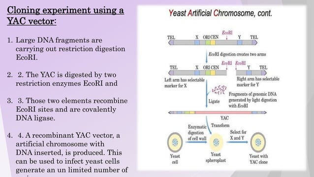 Artificial chromosome I Bacterial Artificial Chromosome I Yeast ...