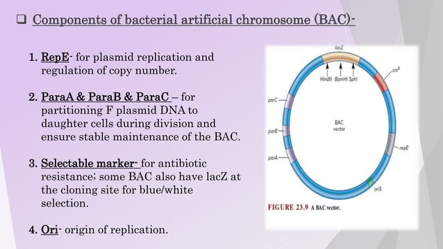 Artificial Chromosome I Bacterial Artificial Chromosome I Yeast