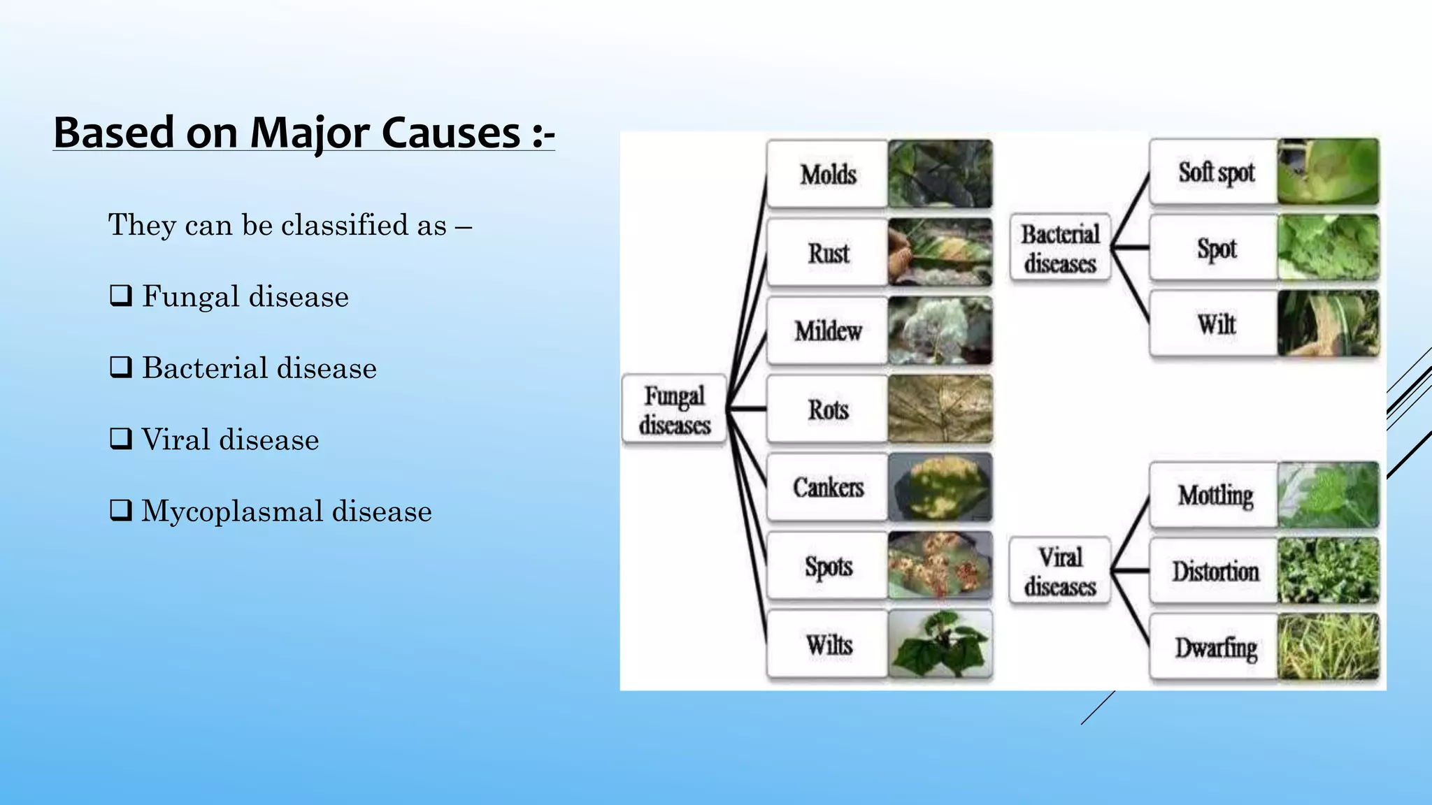 Classification of disease l Types of Disease in Plants l Seed, Soil ...