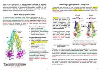 P-glycoprotein Pamphlet Iteration 1 of 5 | PDF
