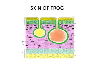 Zoology diagrams | PPTX