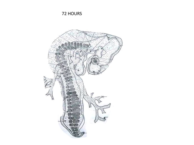 Zoology diagrams | PPTX