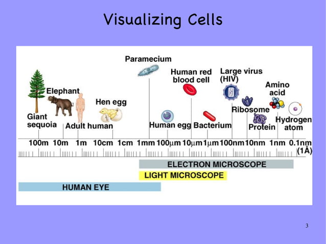 optical microscope | PPT