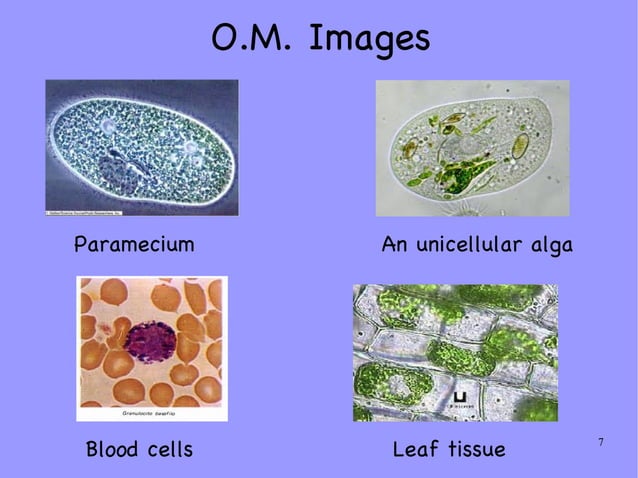 optical microscope | PPT