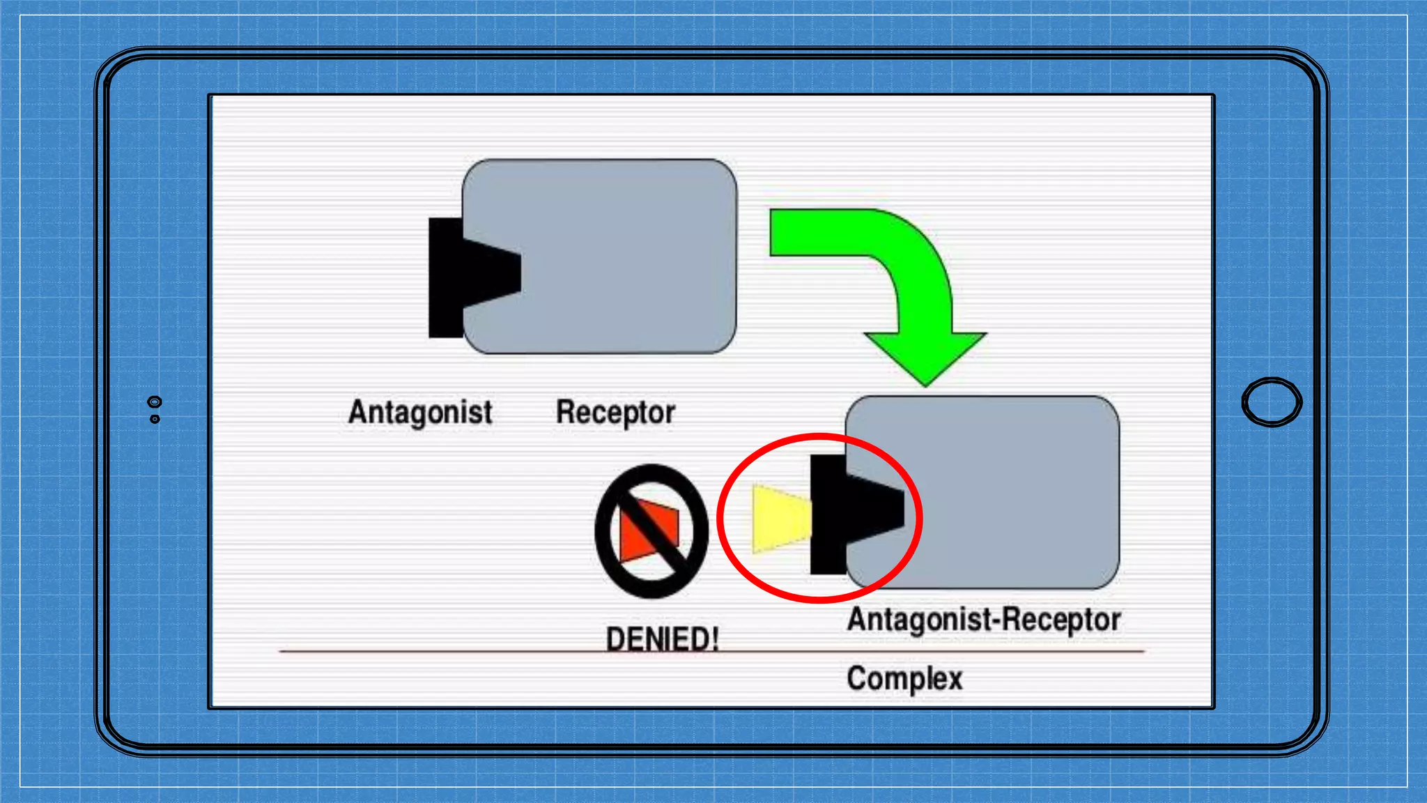 Principles & Mechanism of drug action | PPTX