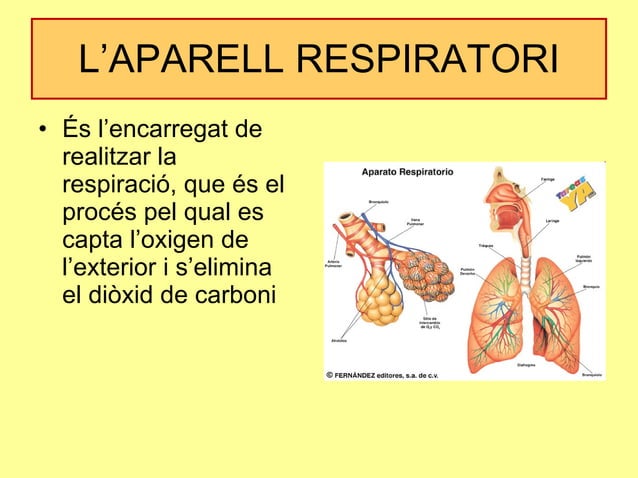 P.point aparell respiratori | PPT