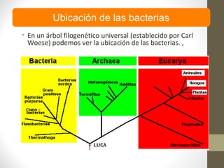 LAS BACTERIAS: SU CARACTERIZACIÓN Y CLASIFICACIÓN | PPT