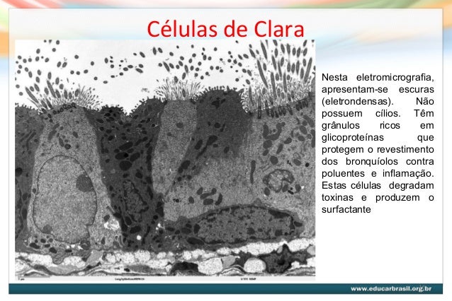 P0001 file sistema respiratório