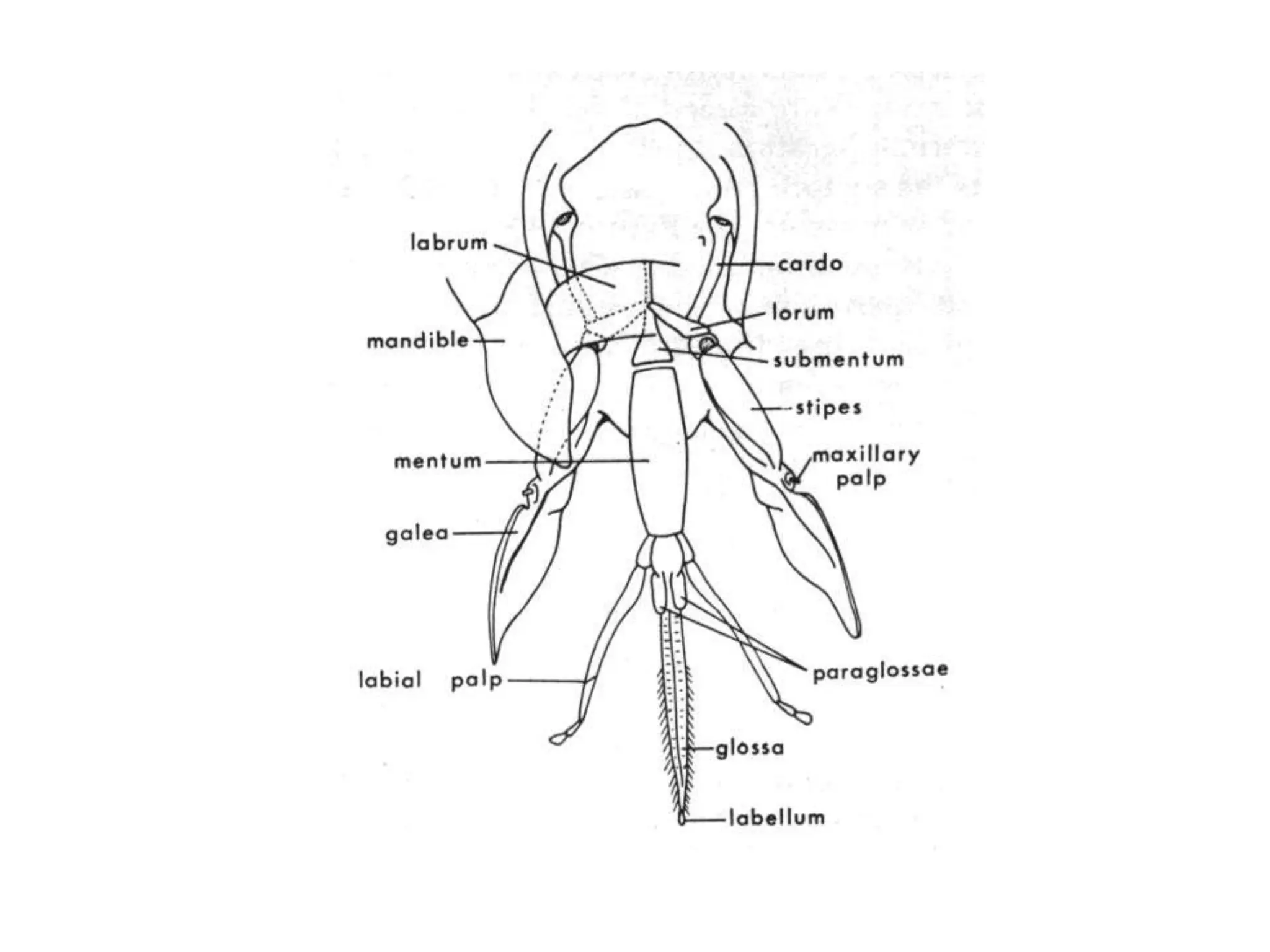 P 01 Bee Morphology. pptx | PPT