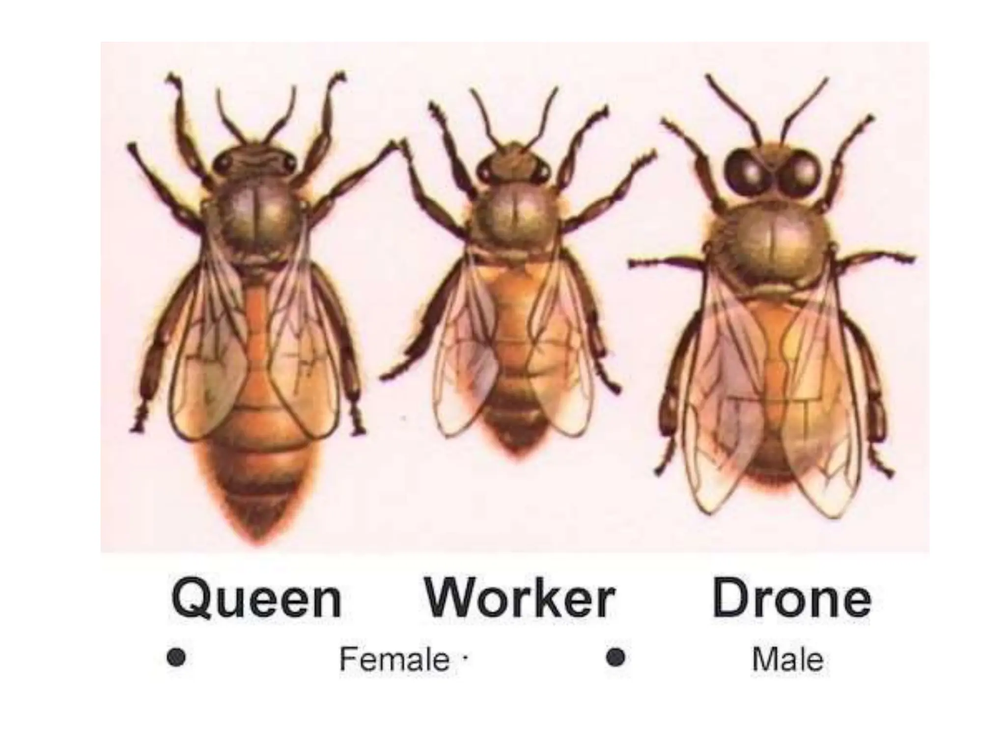 P 01 Bee Morphology. pptx | PPT