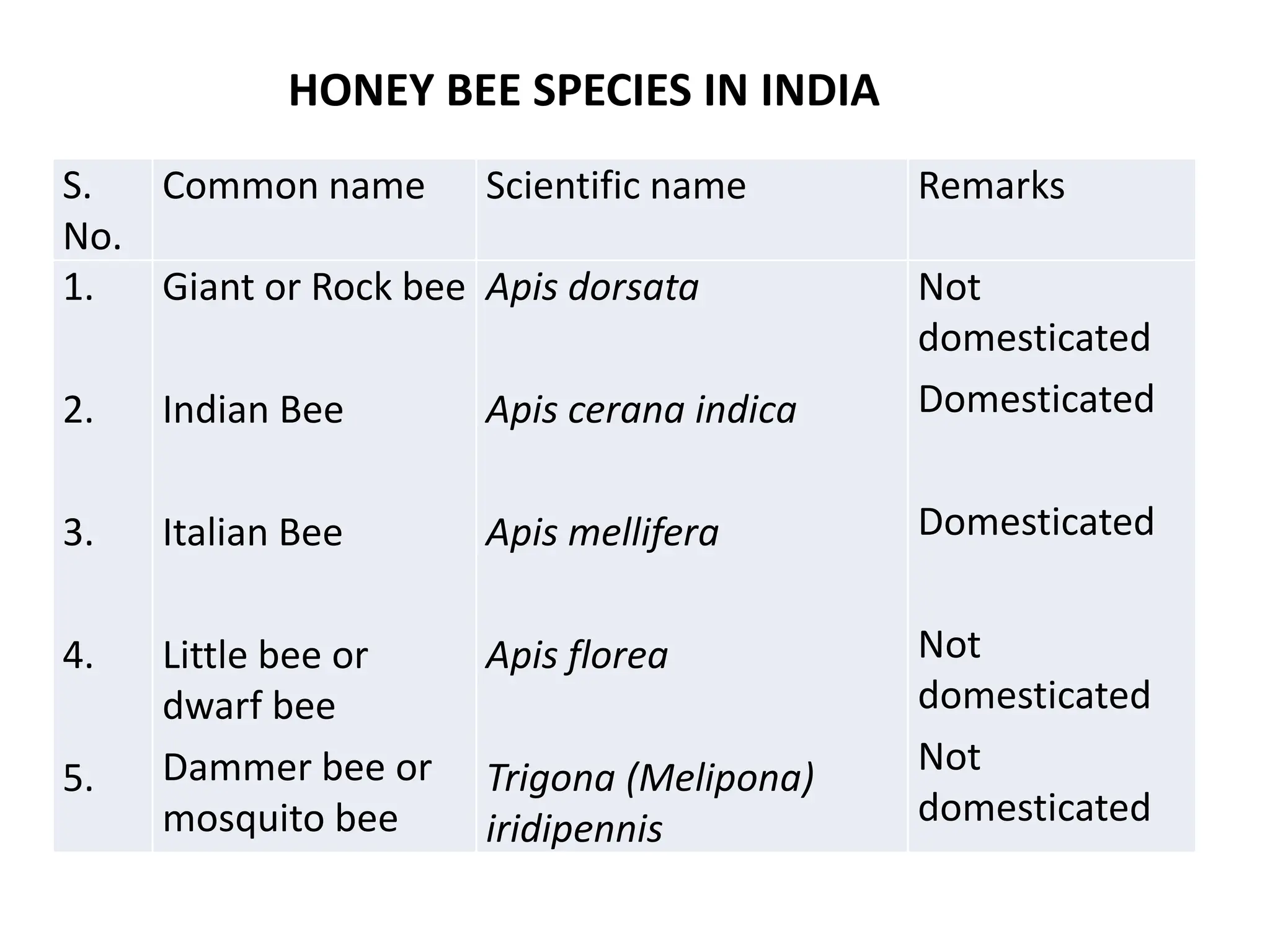 P 01 Bee Morphology. pptx | PPT