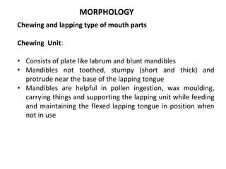 P 01 Bee Morphology. pptx | PPT