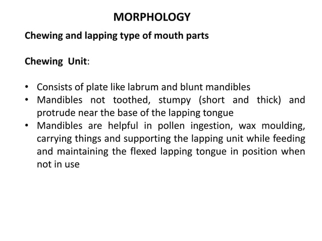 P 01 Bee Morphology. pptx | PPT