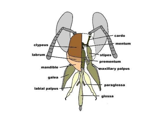 P 01 Bee Morphology. pptx | PPT