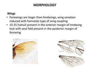 P 01 Bee Morphology. pptx | PPT