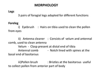 P 01 Bee Morphology. pptx | PPT