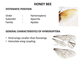 P 01 Bee Morphology. pptx | PPT