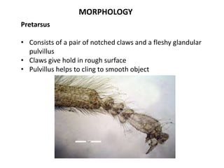 P 01 Bee Morphology. pptx | PPT