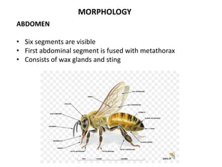P 01 Bee Morphology. pptx | PPT