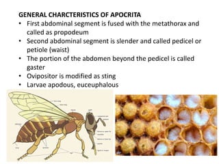 P 01 Bee Morphology. pptx | PPT