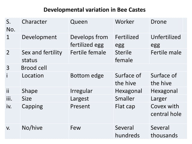 P 01 Bee Morphology. pptx | PPT